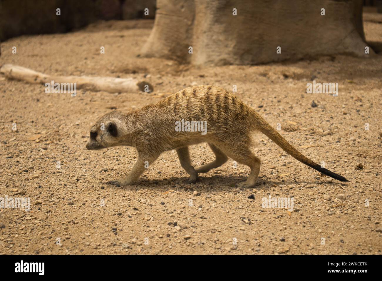 Desert enclosure hi-res stock photography and images - Alamy