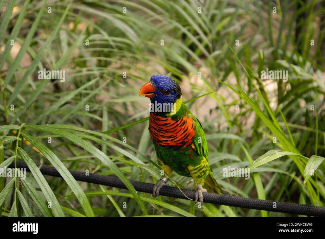 Tropical bird species hi-res stock photography and images - Alamy