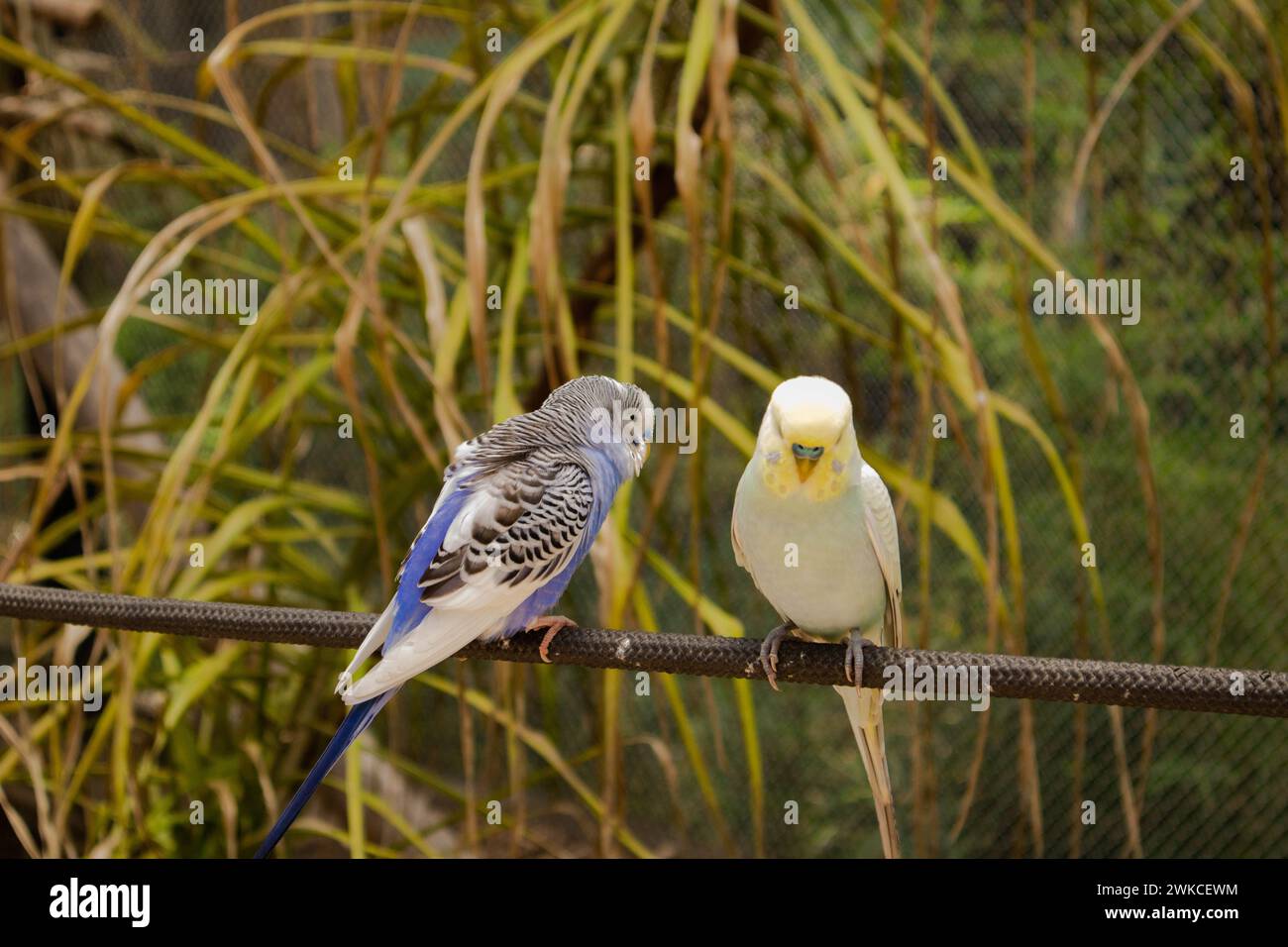 Photography of rainforest birds hi-res stock photography and images - Alamy