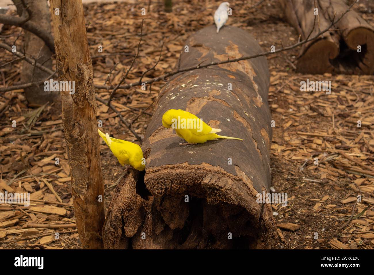 Tropical birds feathers hi-res stock photography and images - Alamy
