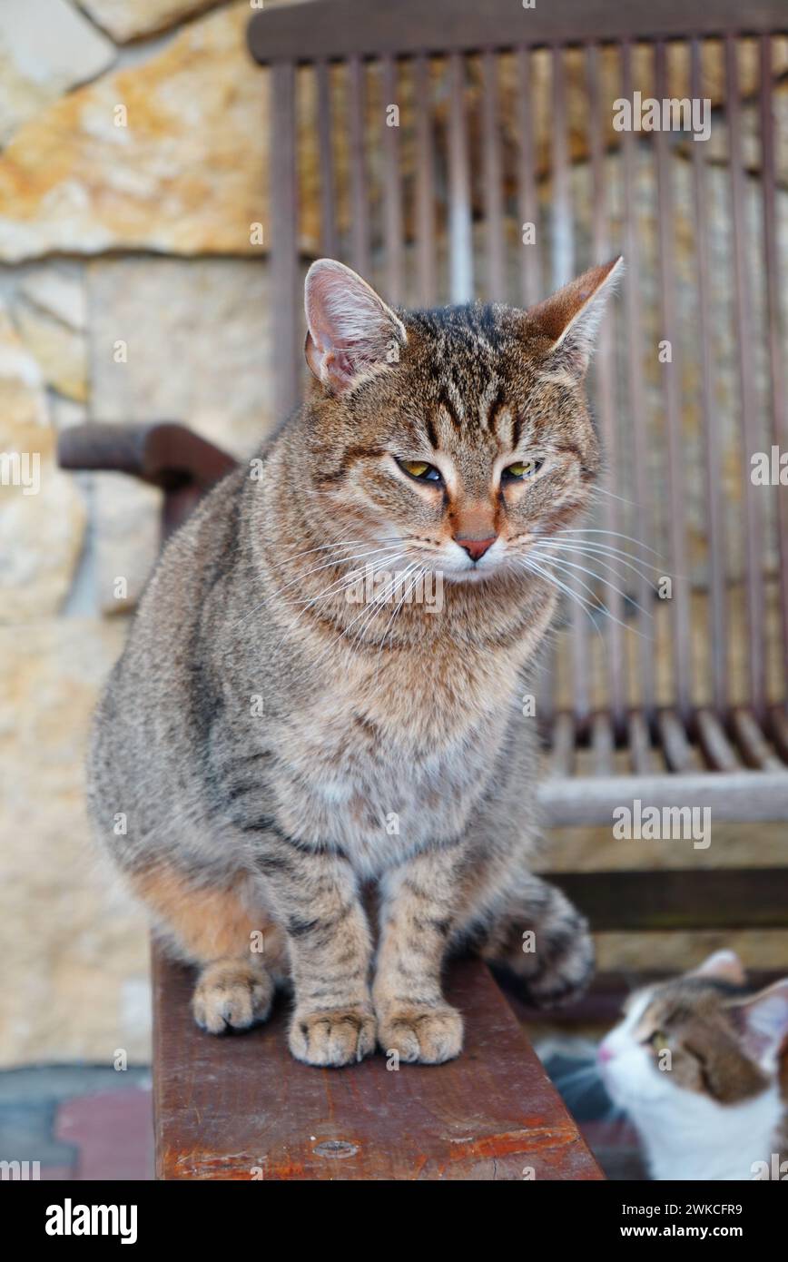 Building and cats hi-res stock photography and images - Alamy