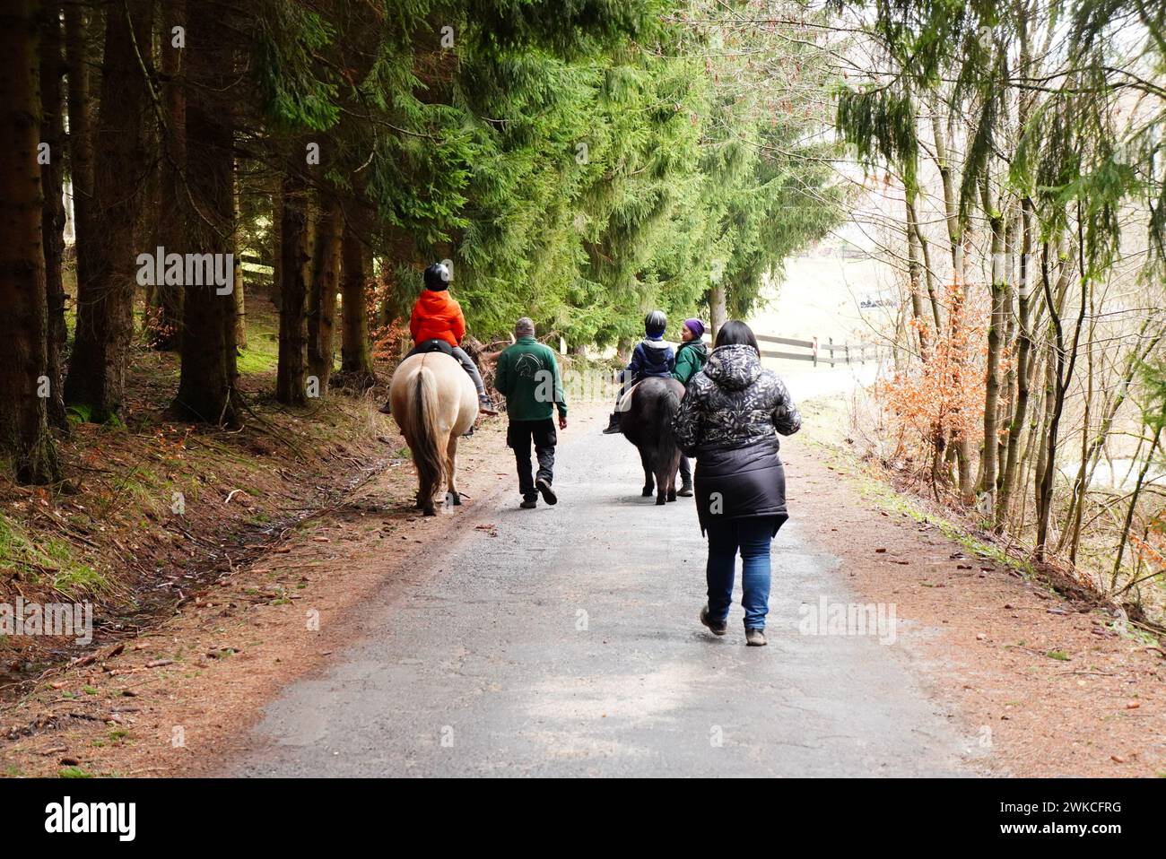 Group of people horseback riding through the forest on a trail Stock ...