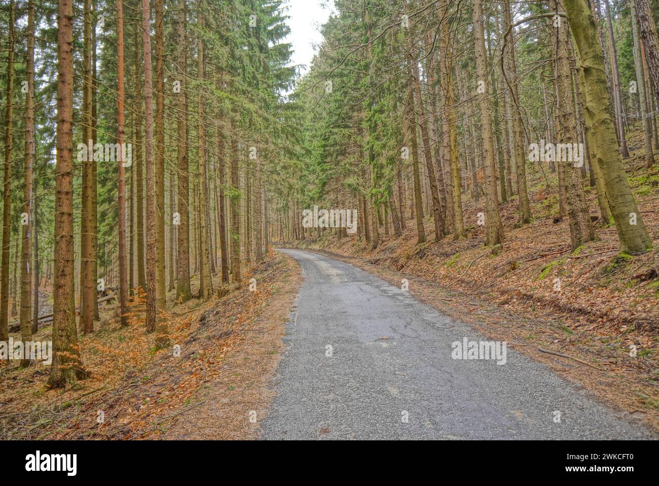 Long narrow path of trees hi-res stock photography and images - Alamy