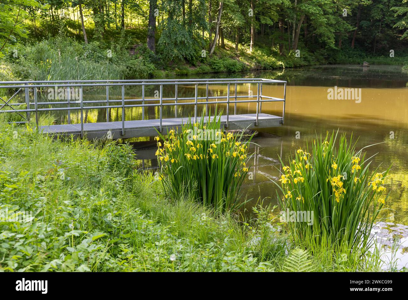 Teich sumpf hi-res stock photography and images - Alamy