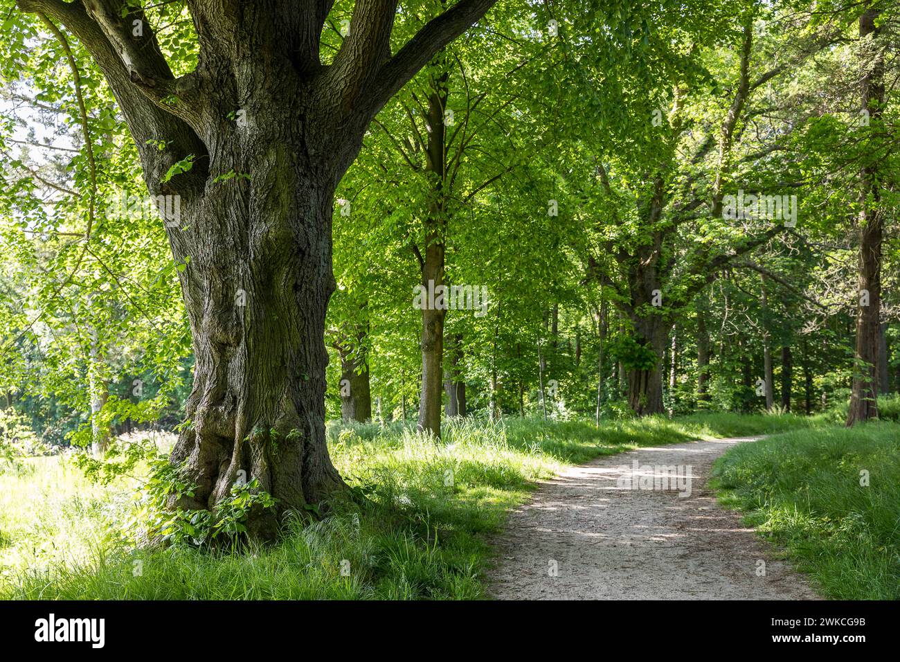 Alter baum im wald hi-res stock photography and images - Alamy