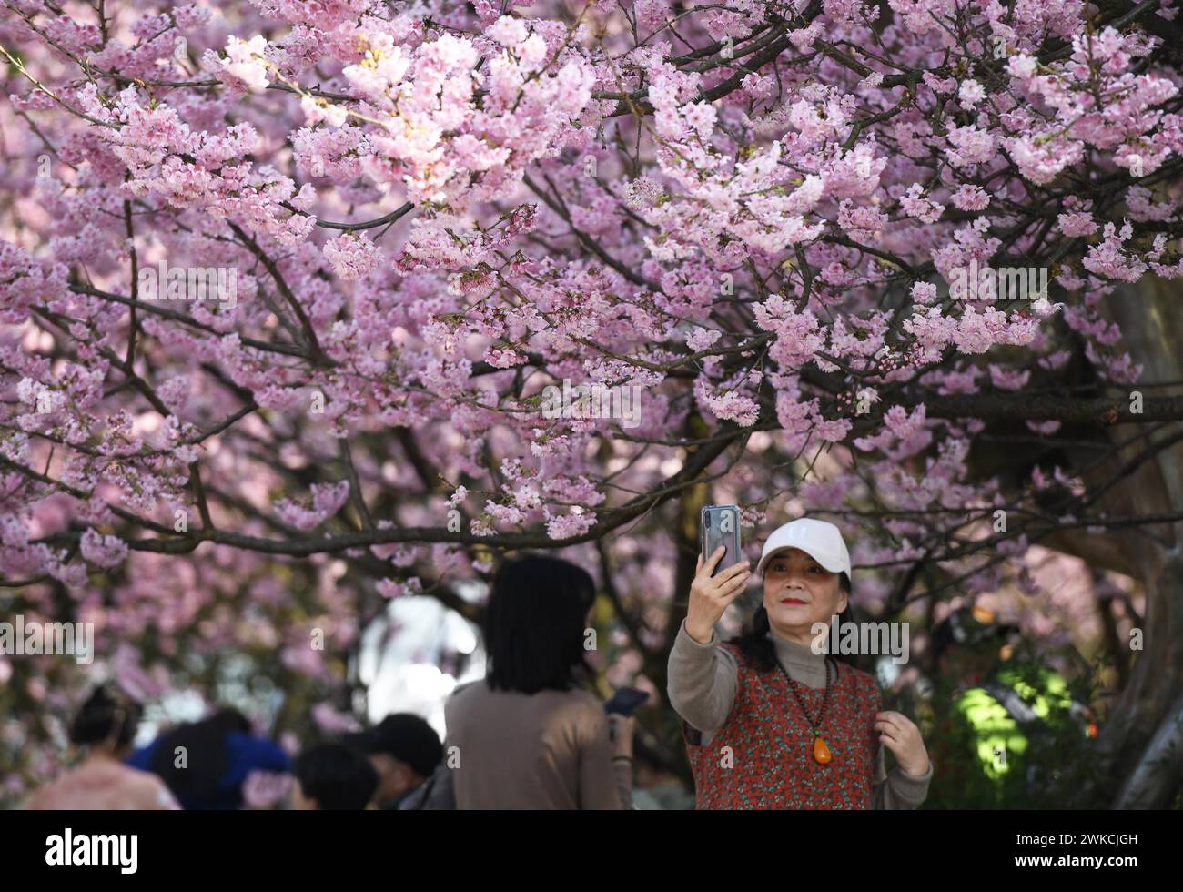 **CHINESE MAINLAND, HONG KONG, MACAU AND TAIWAN OUT** Cherry blossoms ...