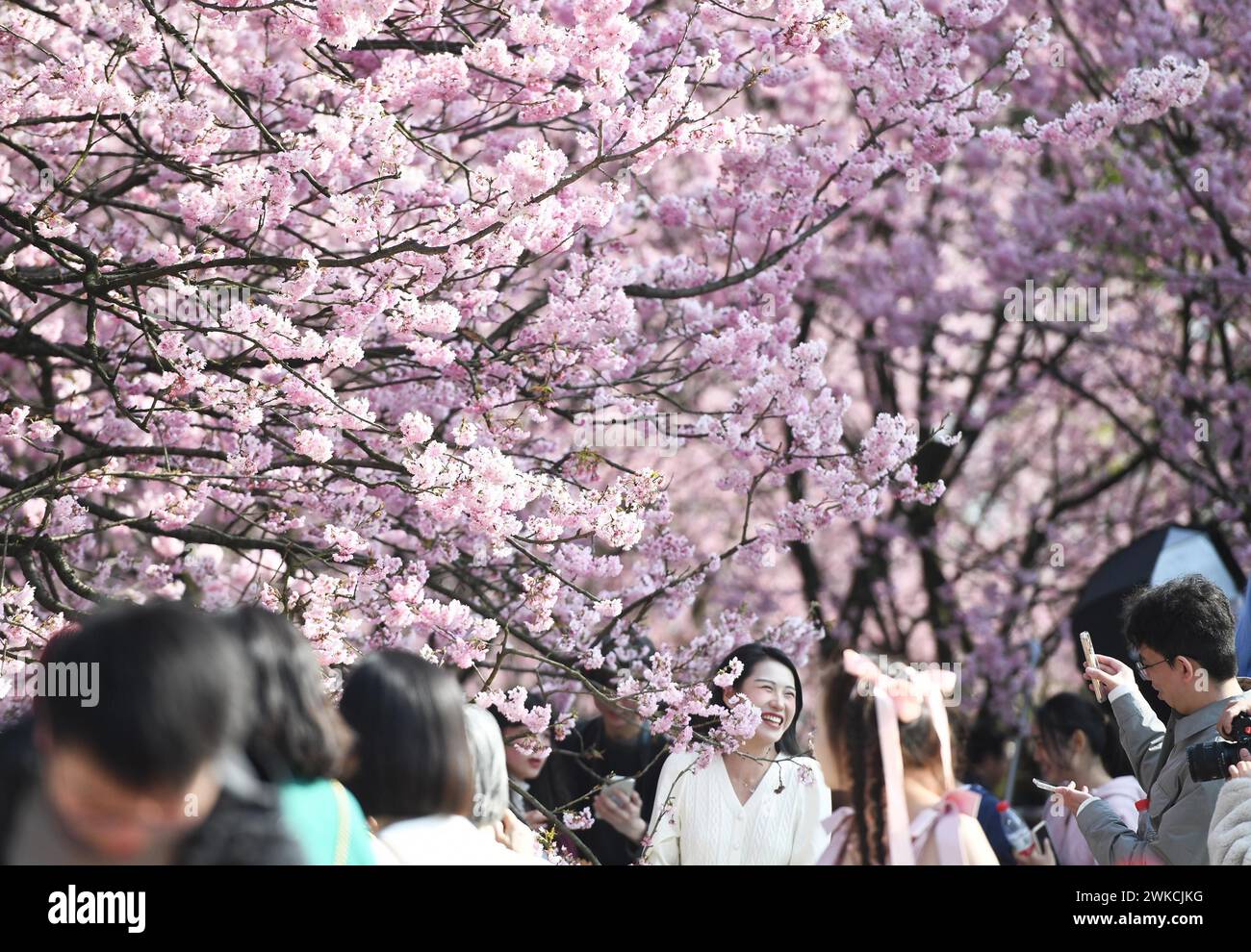 **CHINESE MAINLAND, HONG KONG, MACAU AND TAIWAN OUT** Cherry blossoms ...