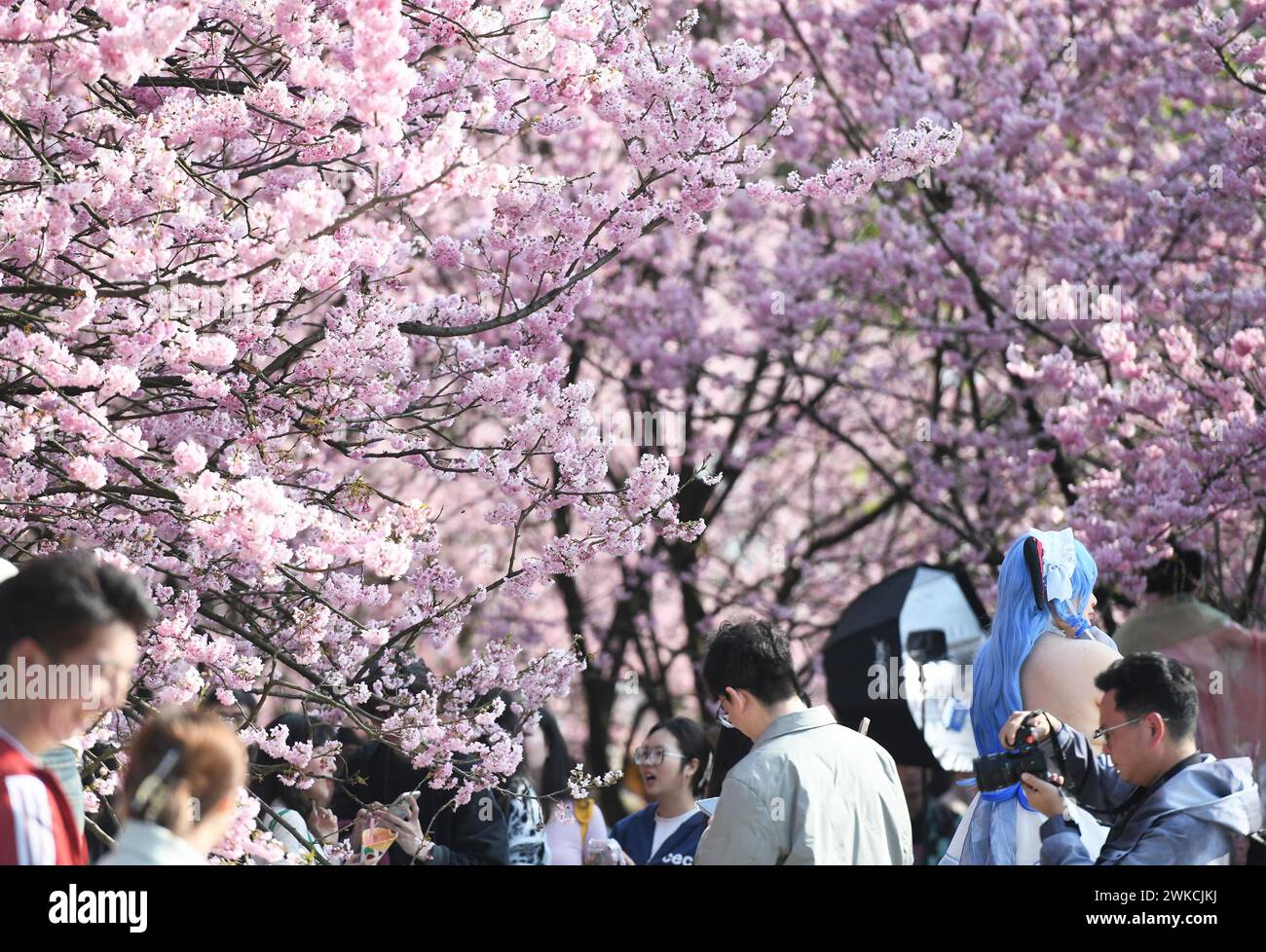 **CHINESE MAINLAND, HONG KONG, MACAU AND TAIWAN OUT** Cherry blossoms ...