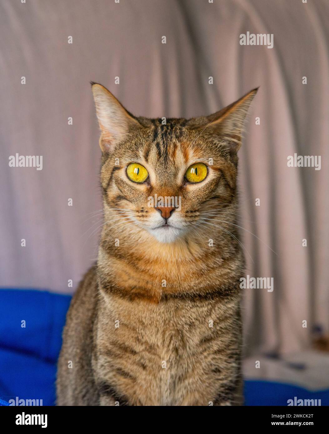 Tabby cat looking a tje camera Stock Photo - Alamy