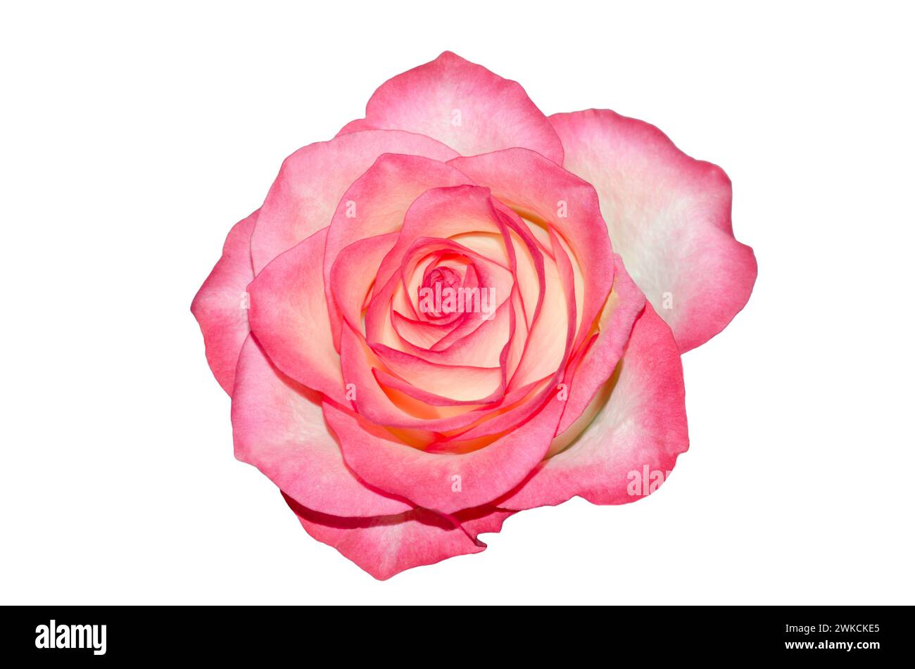 Single rose on a soft background hi-res stock photography and images ...