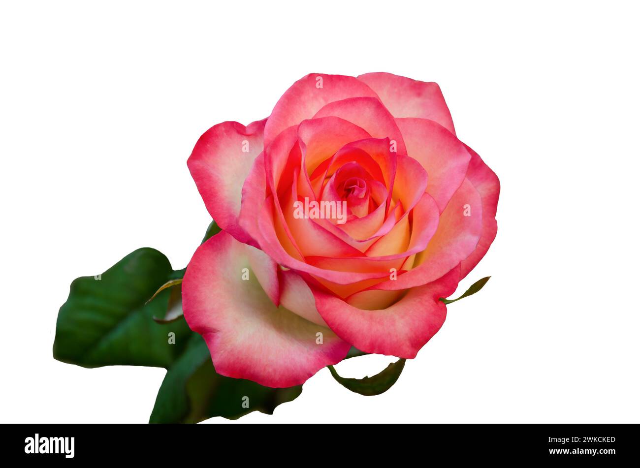 Single rose on a soft background hi-res stock photography and images ...