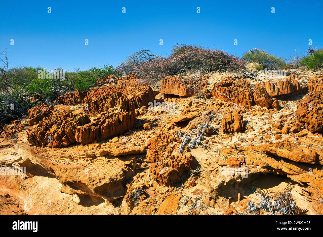 Trace fossil hi-res stock photography and images - Alamy