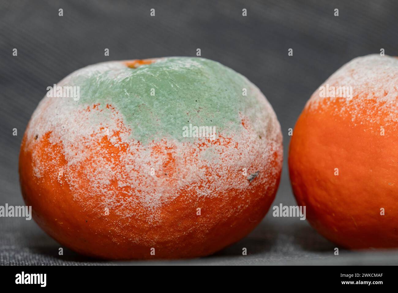 Moldy, over-ripe tangerine, colorful and various molds on the skin of ...