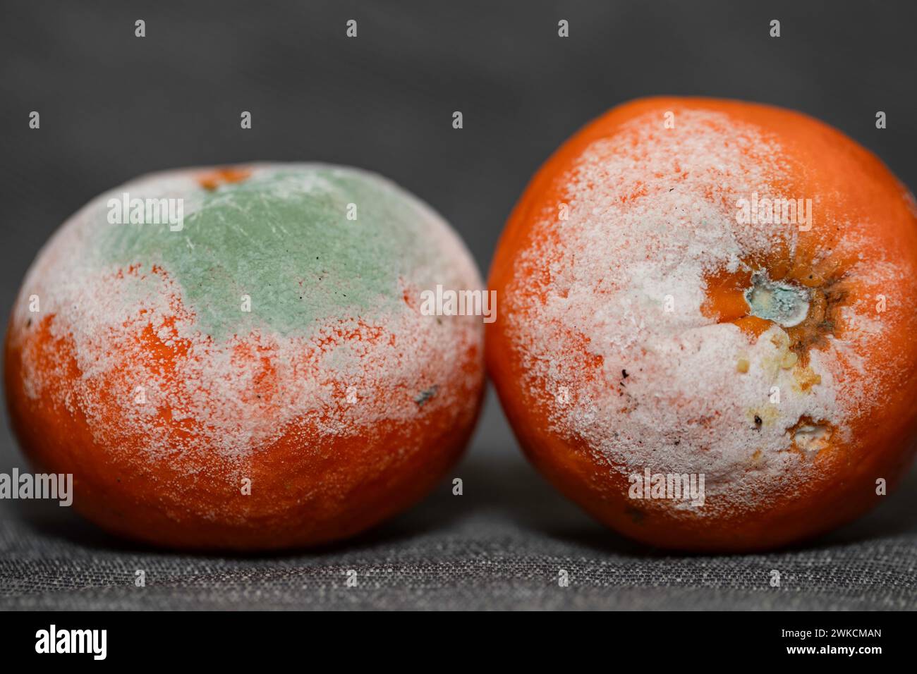 Moldy, over-ripe tangerine, colorful and various molds on the skin of ...