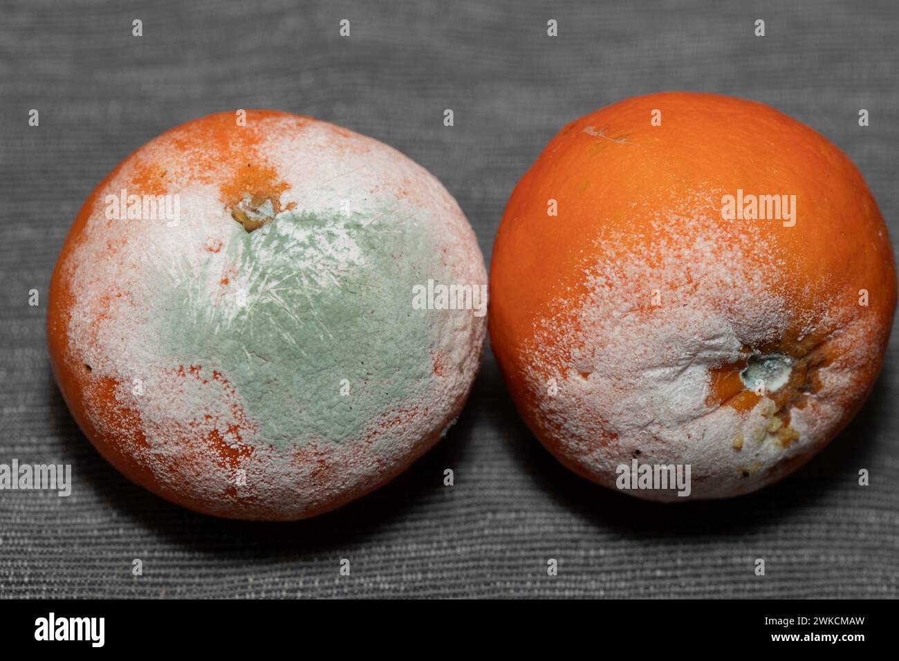 Moldy, over-ripe tangerine, colorful and various molds on the skin of ...