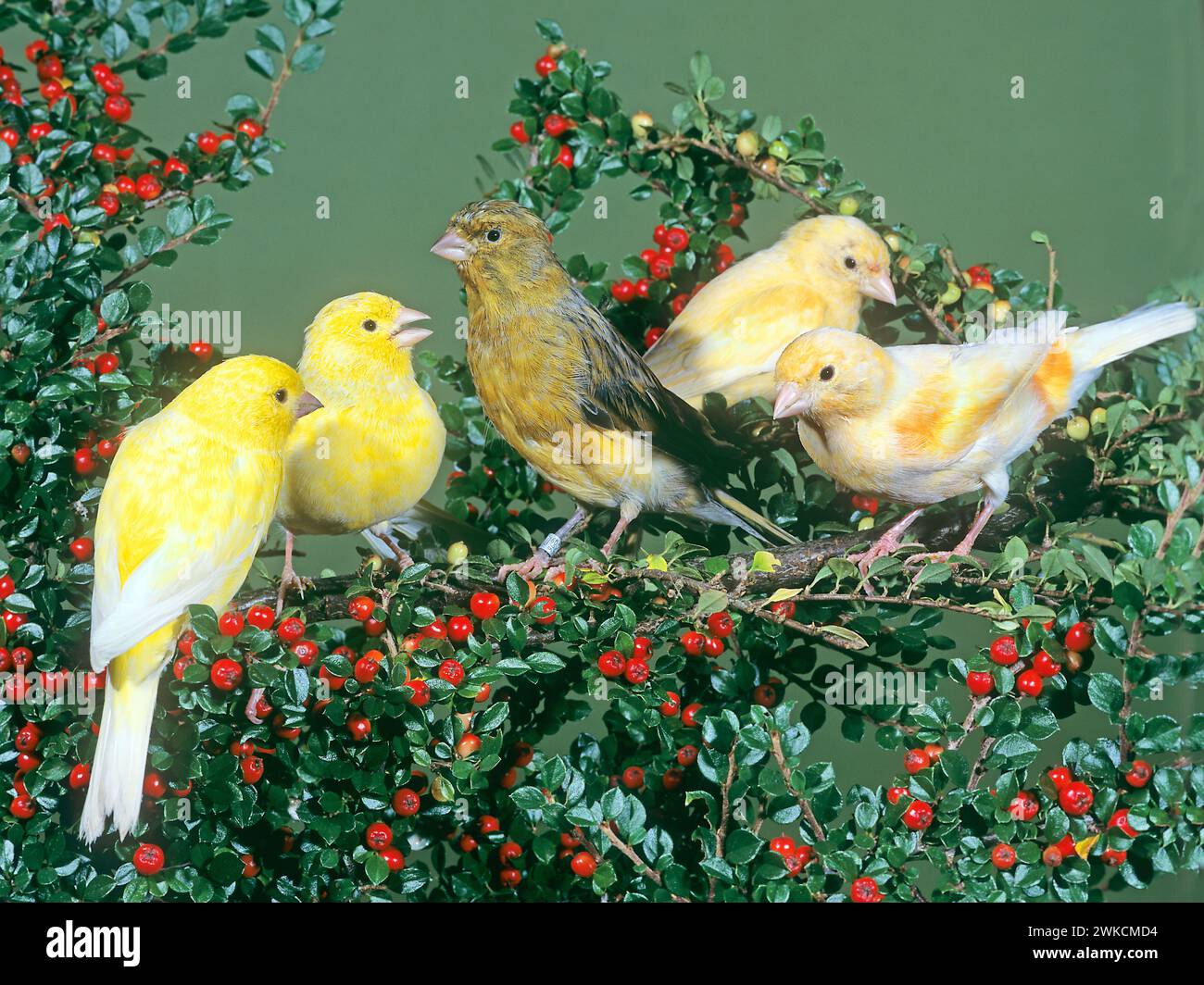 Various hybrids hi-res stock photography and images - Alamy