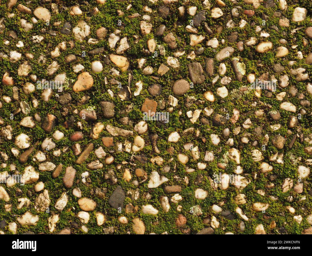 Washed concrete slabs with moss using as background Stock Photo - Alamy