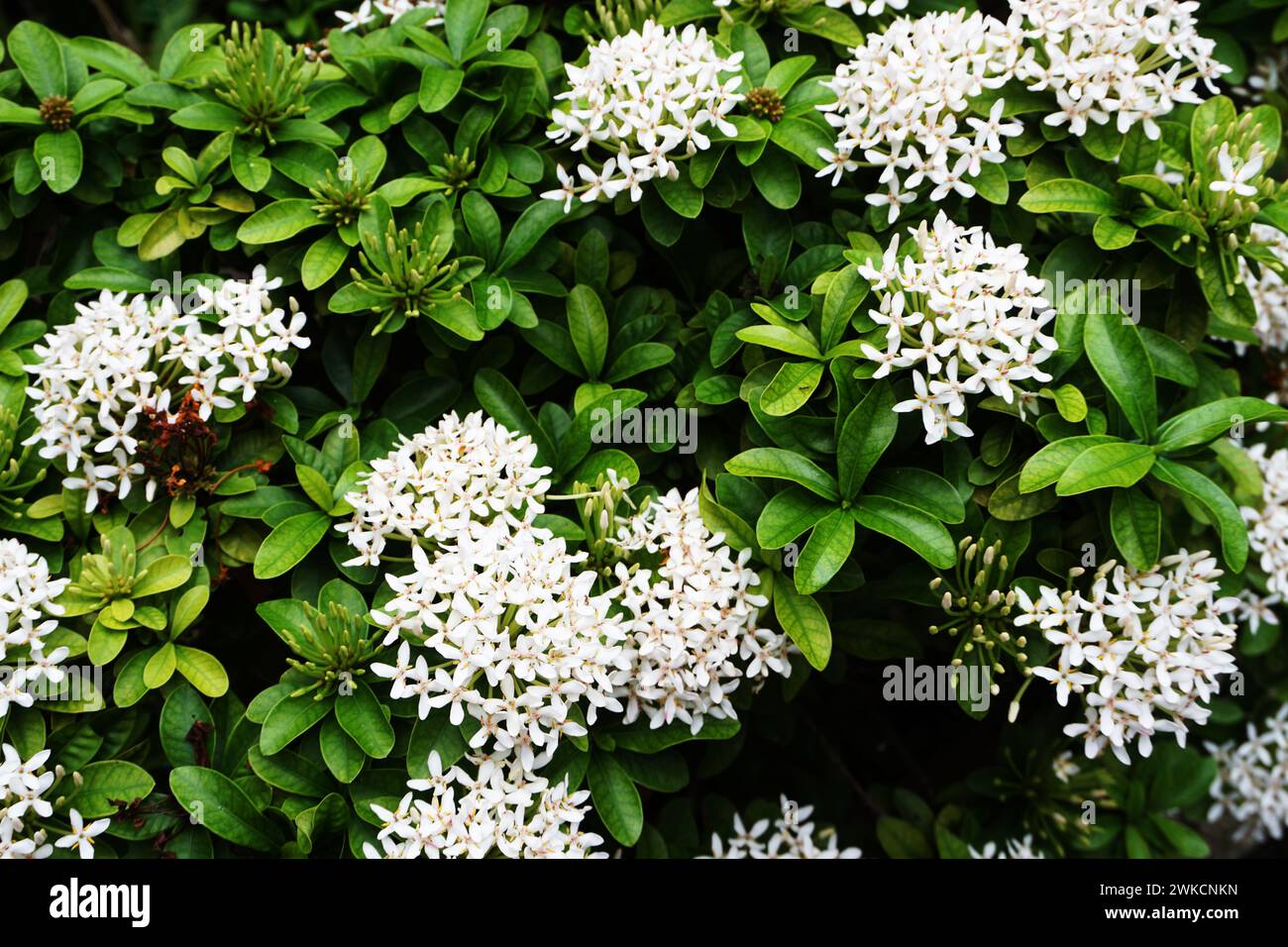 Close up of white spike flower bouquet on nature background Stock Photo ...