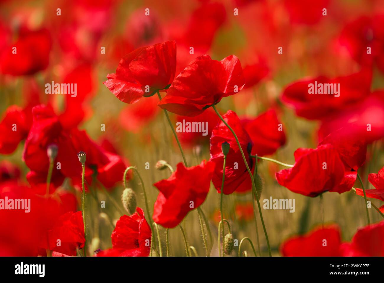 Blooming poppy field detail, close-up with blurred red background ...