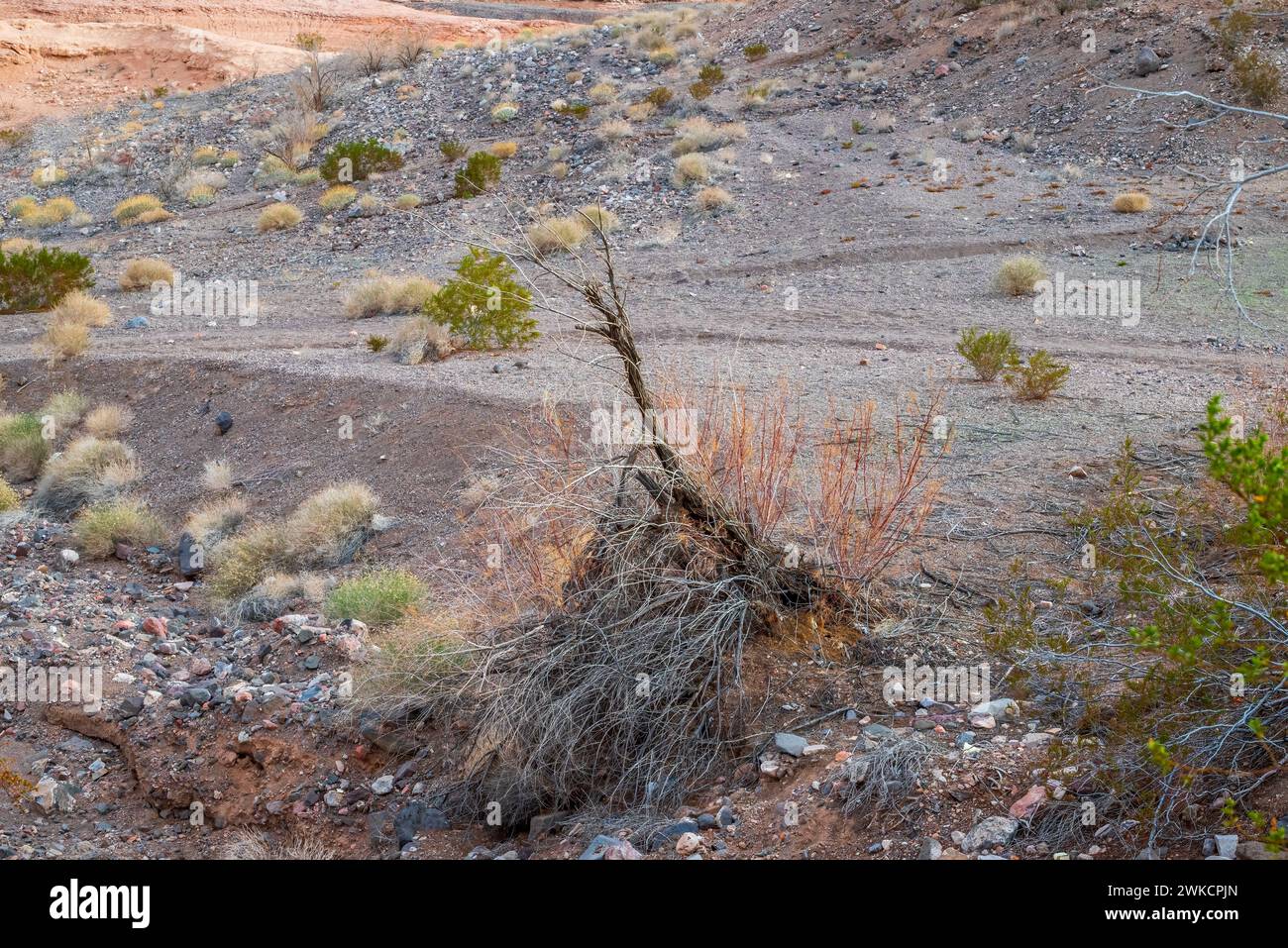 A dry, desert landscape with sparse vegetation Stock Photo - Alamy