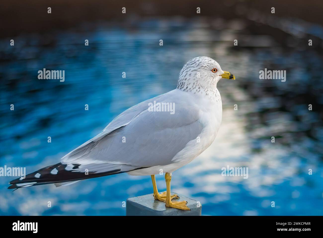 Nevada wild bird hi-res stock photography and images - Alamy
