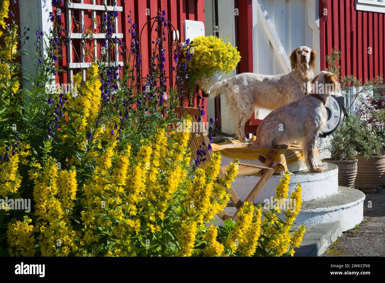 Dogs at the entrance to a traditional wooden house in Kristiansund ...