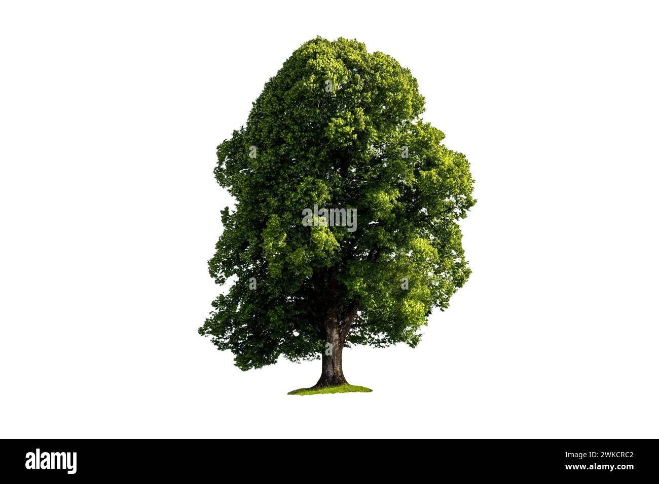 Single Deciduous Tree with Lush Foliage Isolated on White Background ...