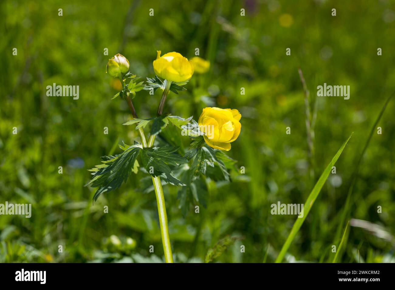Trollblume Trollius europaeus mit Blüten, Klengelwiese am Geisingberg ...