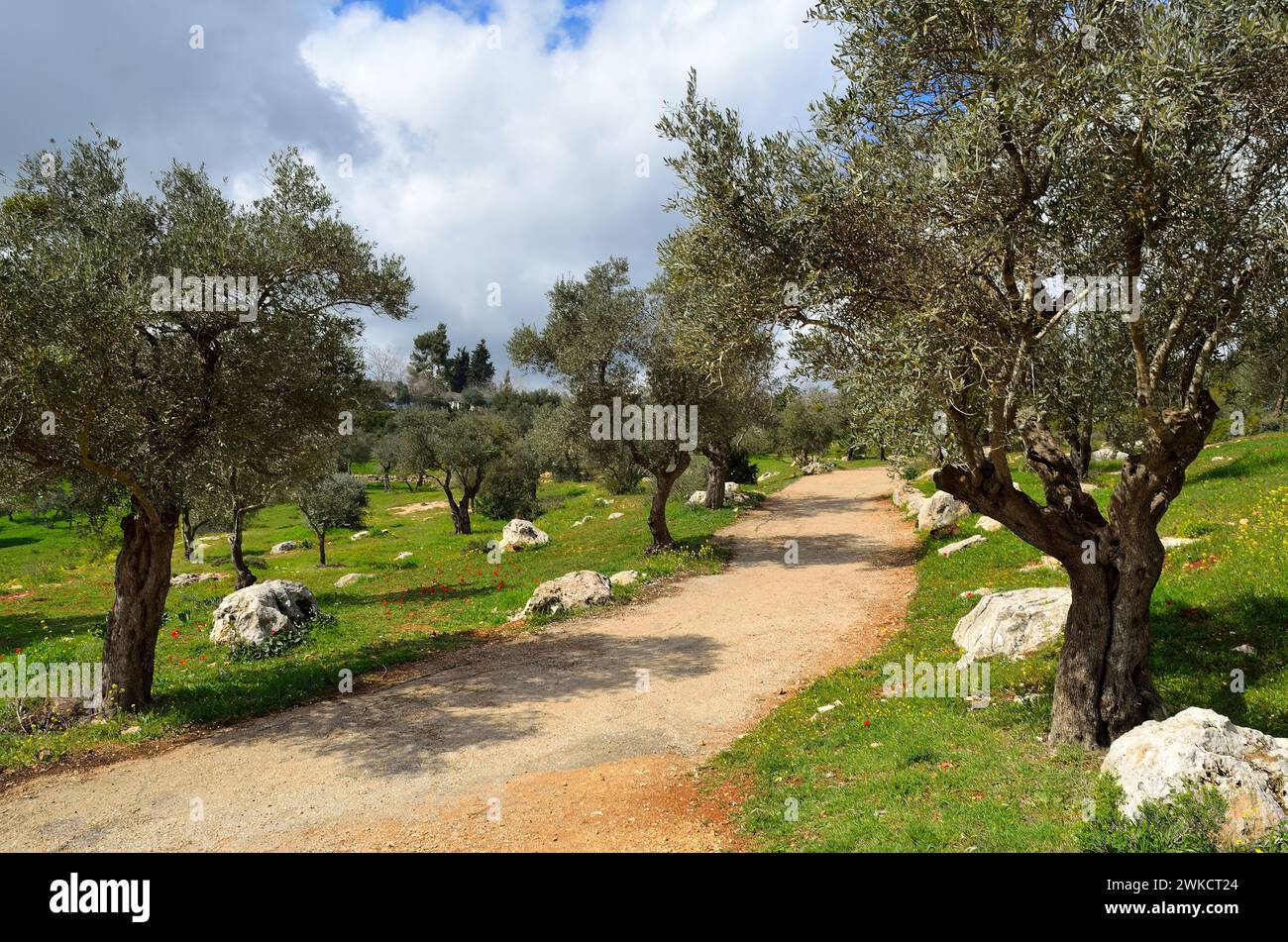 The beautiful Rehavia Park in Jerusalem, Valley of the Cross, lush with ...