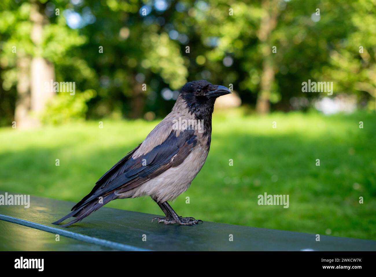 Crow on bench hi-res stock photography and images - Alamy