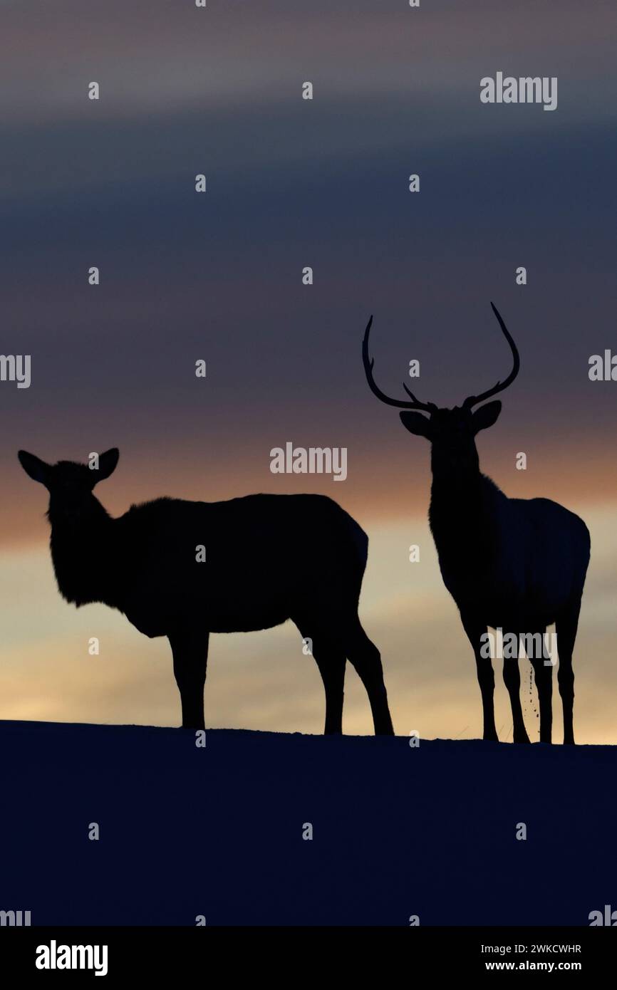 Elk / Elks ( Cervus canadensis ), deer, pair in winter, stag and female ...