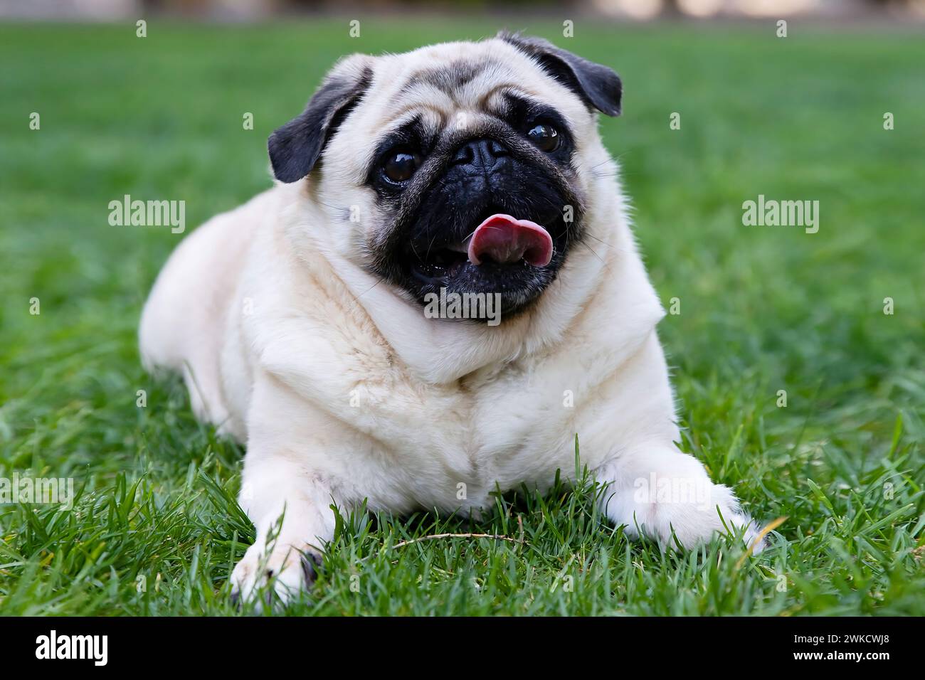 This is a dog very nic Stock Photo - Alamy