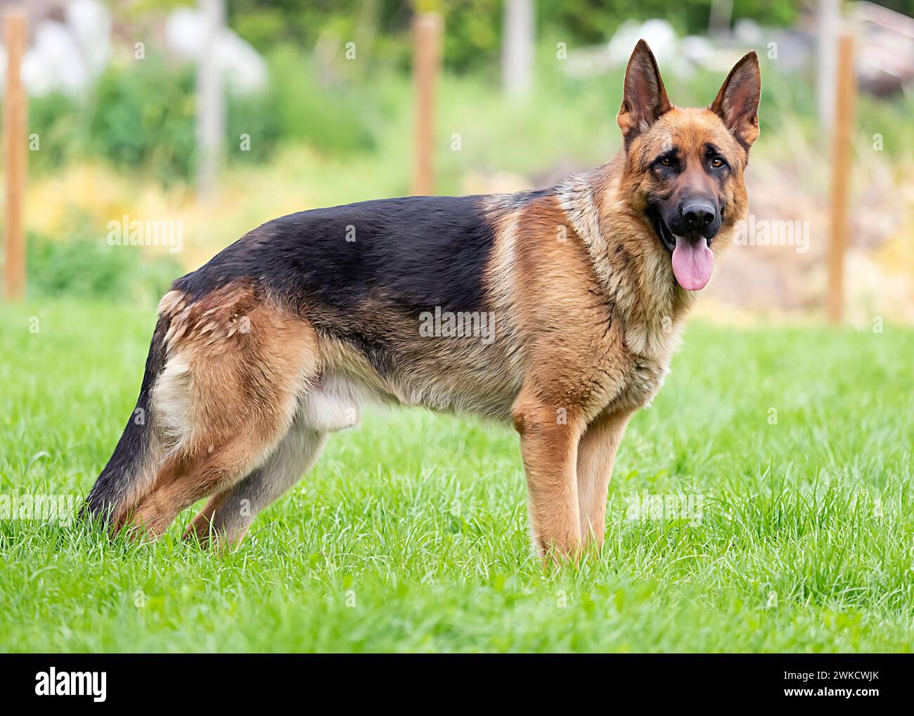 This is a dog very nic Stock Photo - Alamy