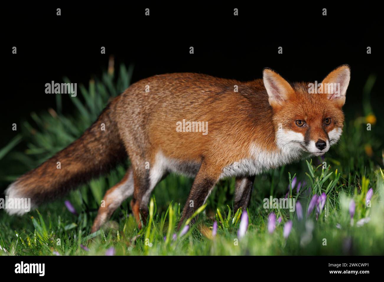 A urban fox stands in spring flowers near Bristol City Centre, Bristol ...