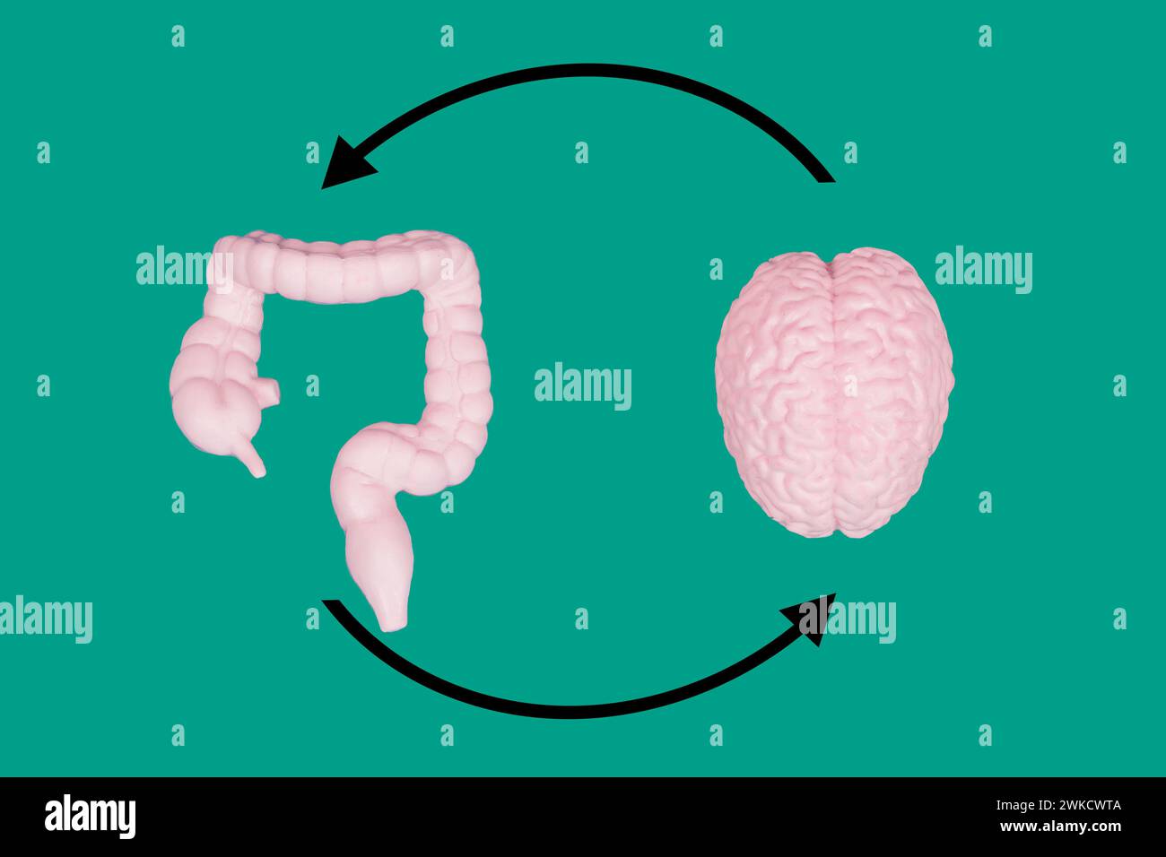Top view of a human brain and intestine figurines arranged on a green ...