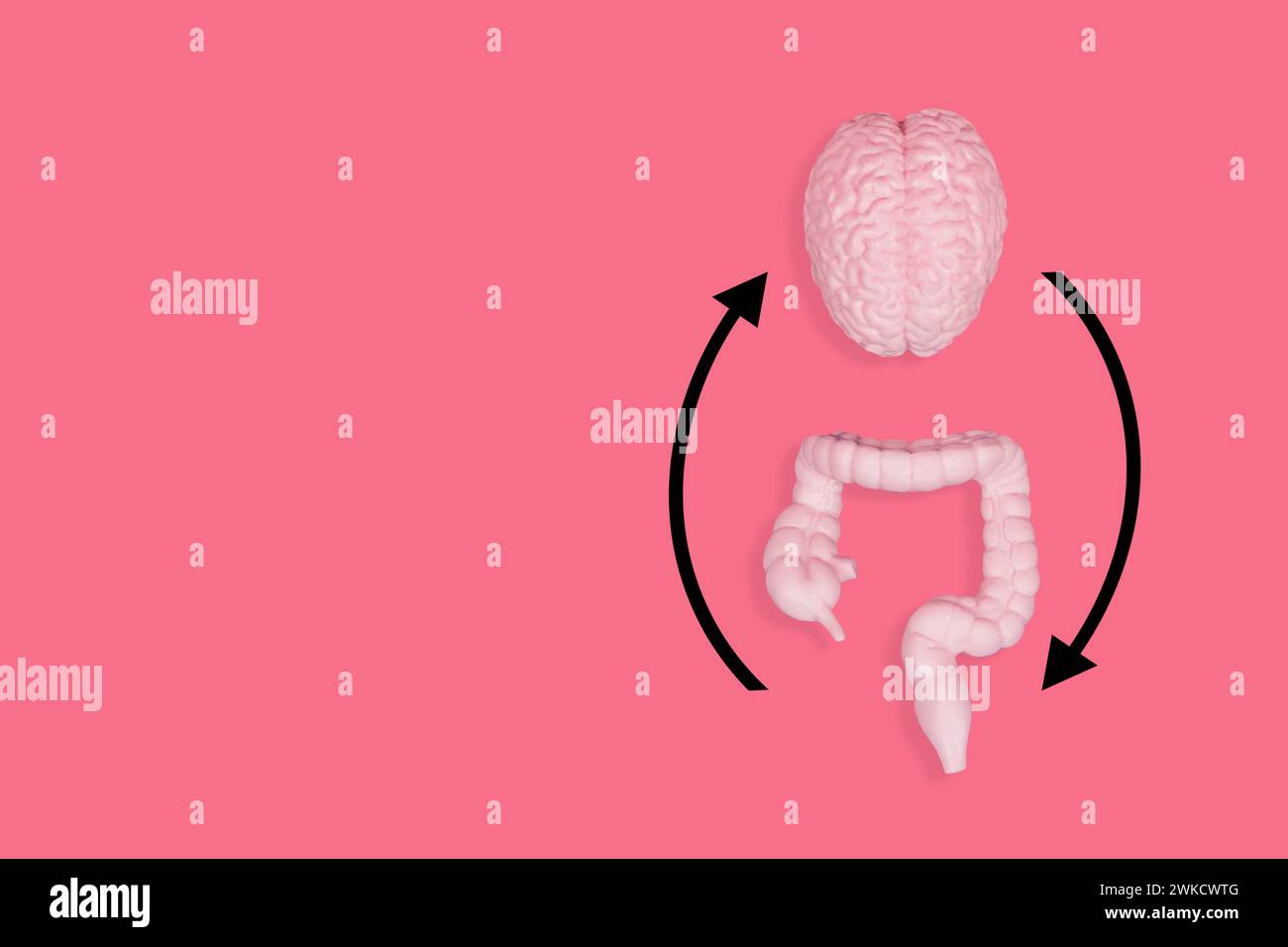Gut brain axis hi-res stock photography and images - Alamy