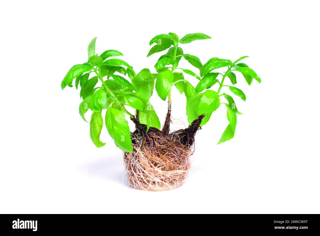 Close-up of a fresh basil plant with a dense root system, ready for ...