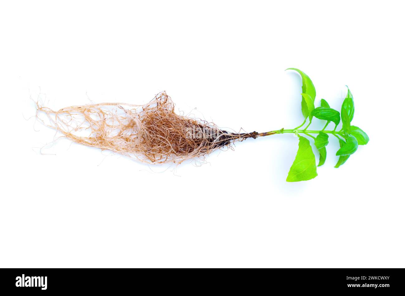 Young basil shoot with a dense root system ready for transplanting ...