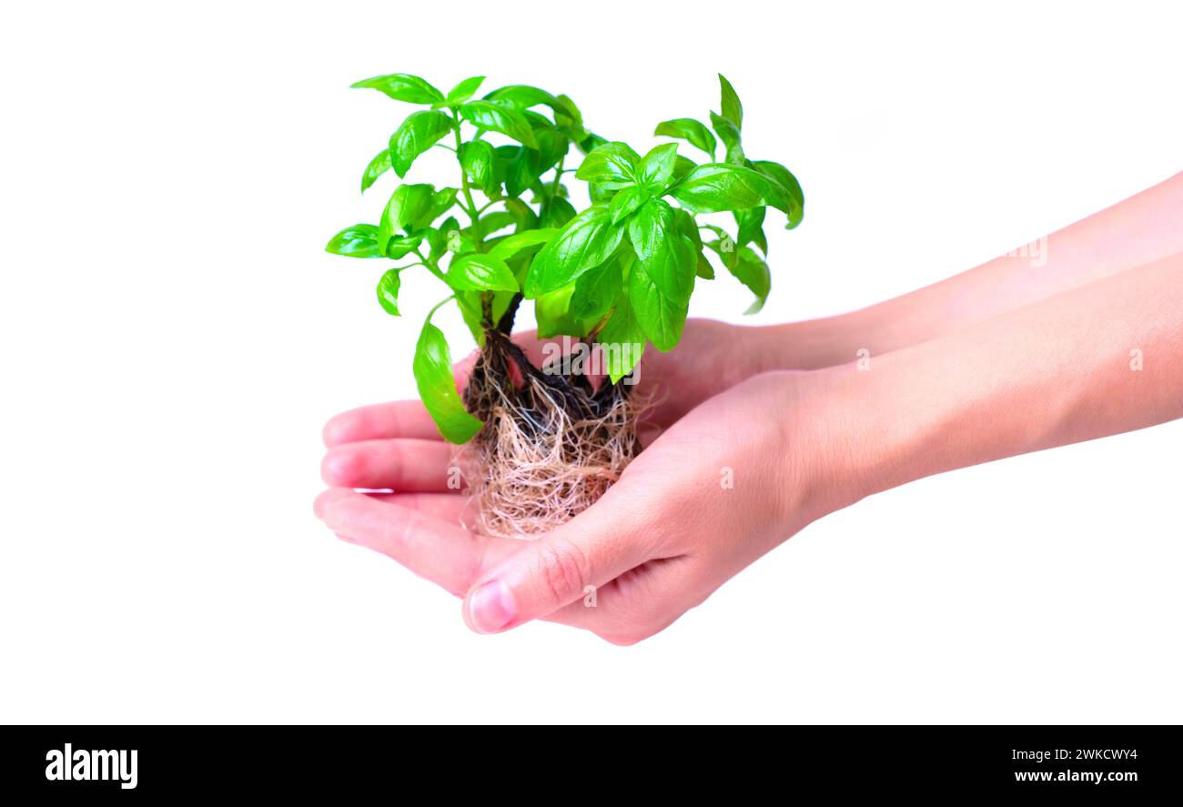 Cupped hands holding a cluster of young basil shoots with a robust root ...