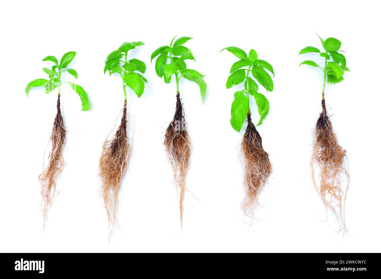 Several young basil shoots showcasing a dense root system, arranged in ...