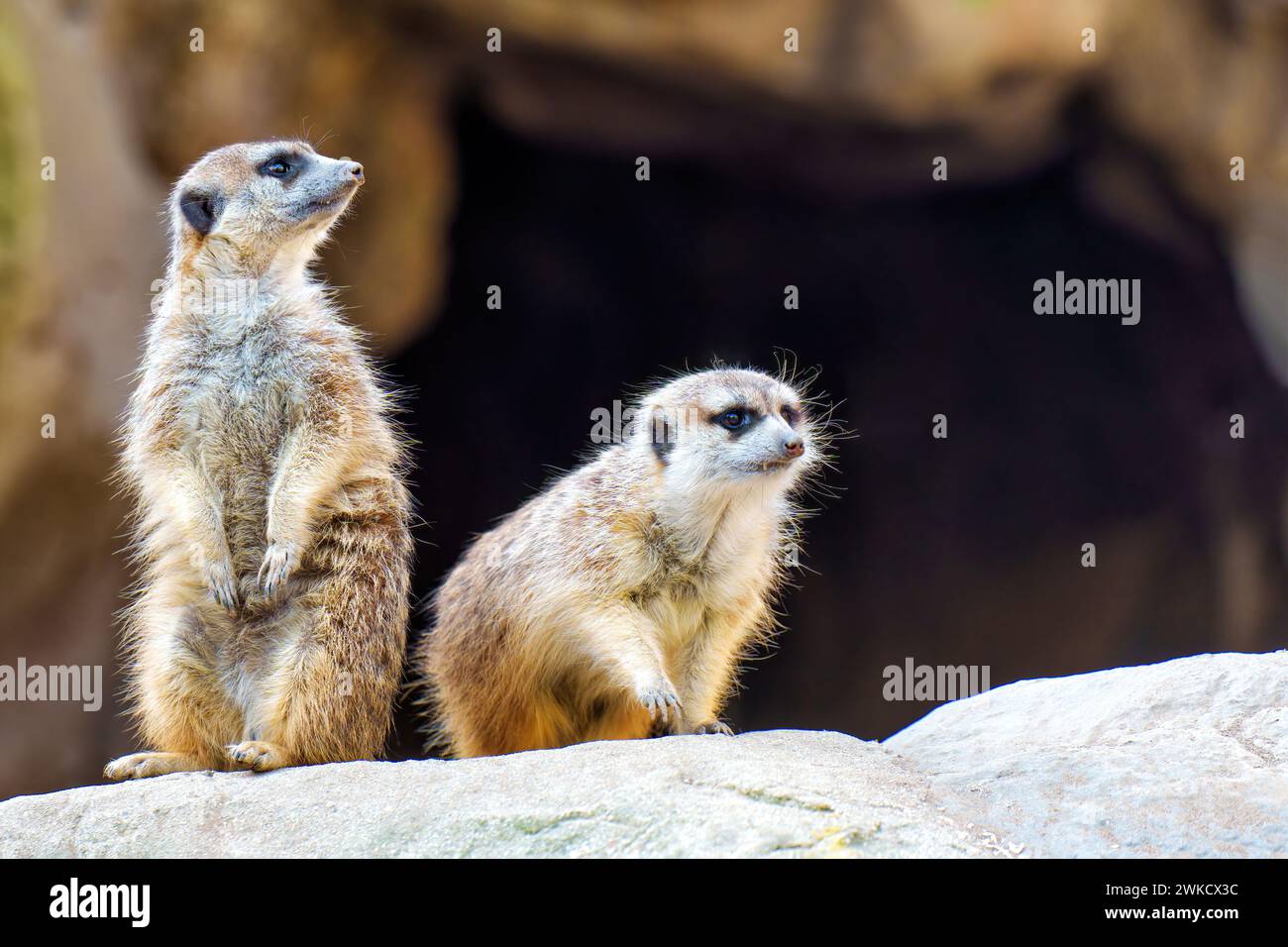 Two young meerkats sit on a rocky perch scanning the surroundings with ...