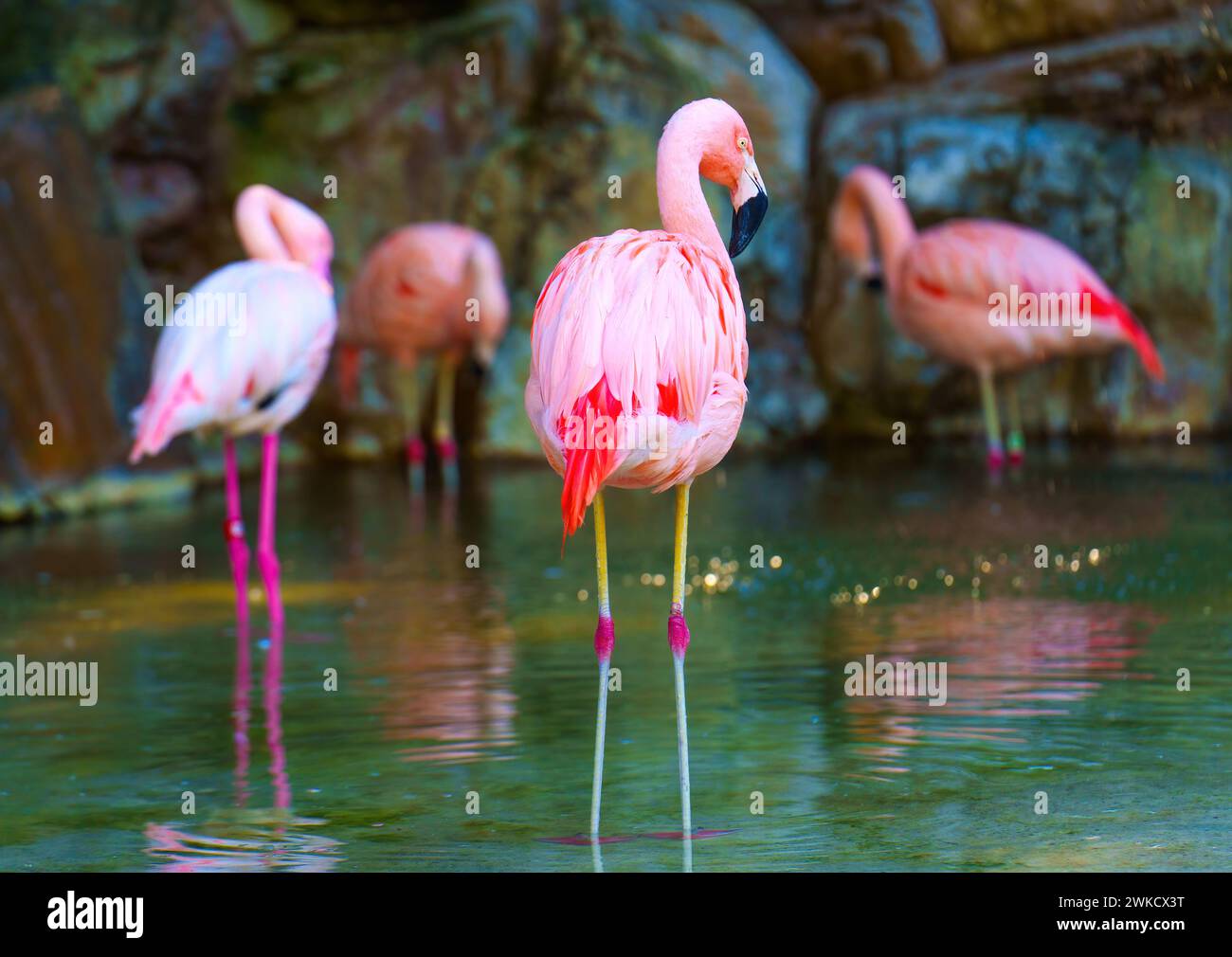 Group of pink flamingos gathered by the water in natural habitat Stock ...