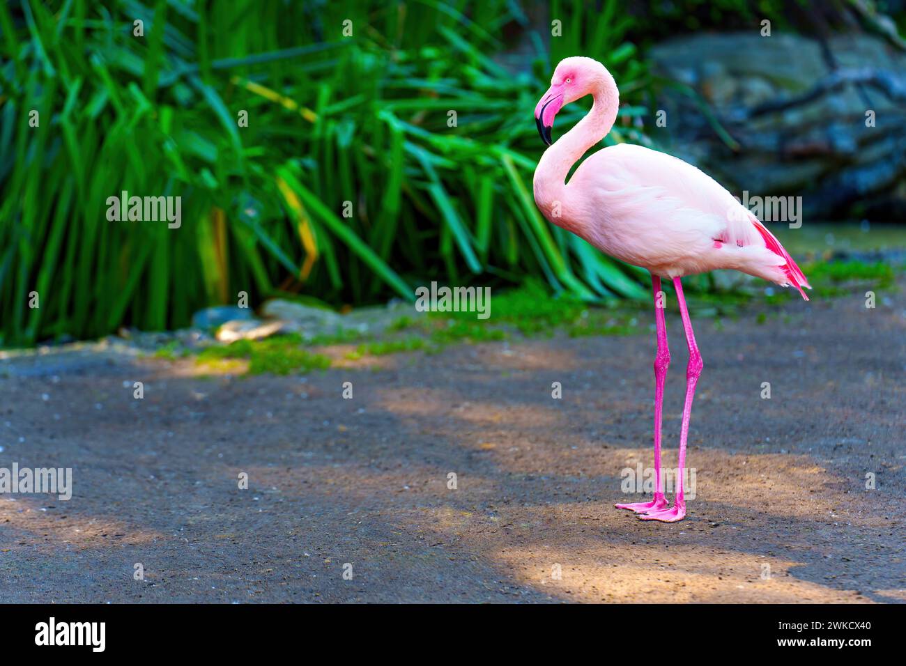 Pink flamingo standing gracefully in the shadows of palm trees ...