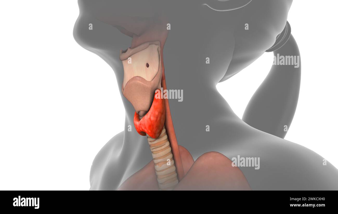 Thyroid gland in human body Stock Photo - Alamy