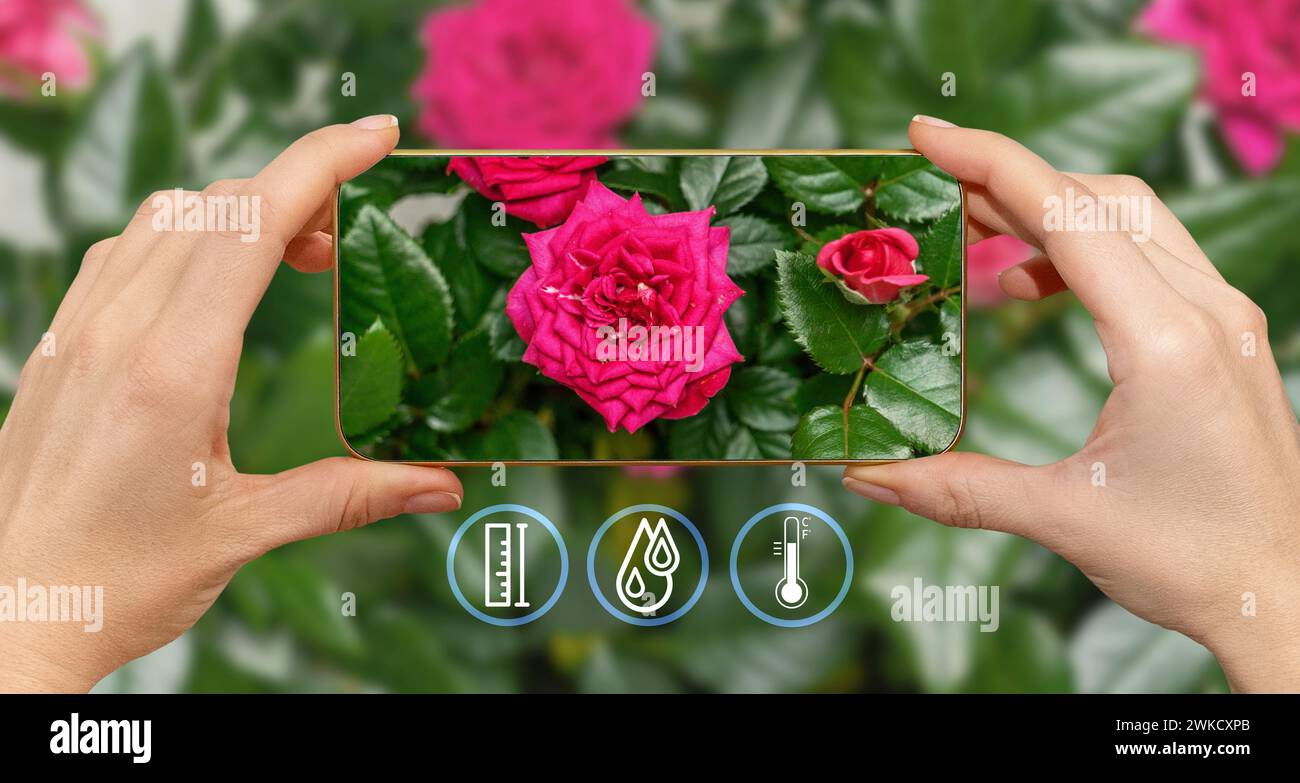Phone in hand scanning pink rose flower using mobile app for plant ...