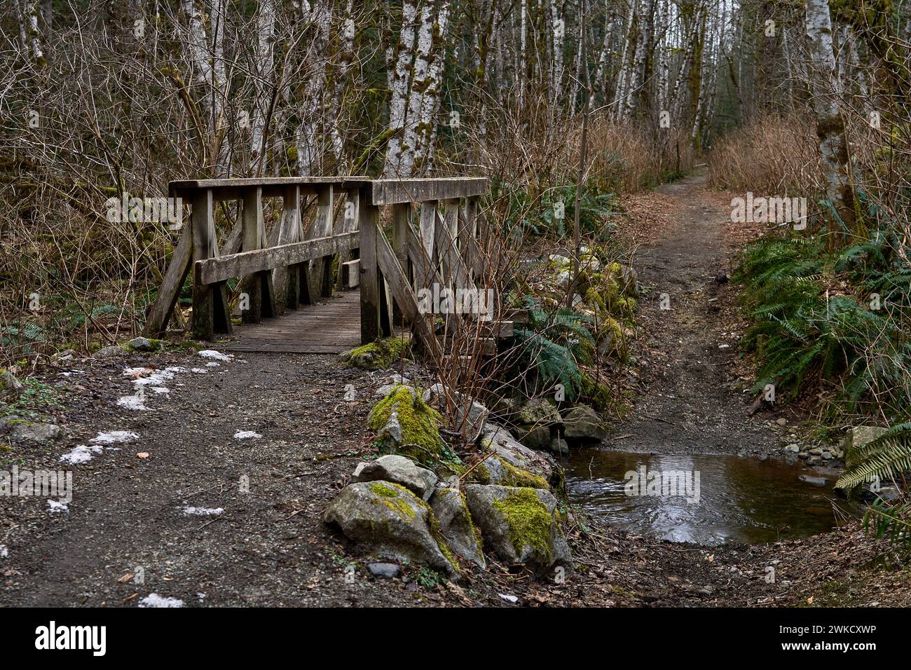 Forest trees dense walking hi-res stock photography and images - Alamy
