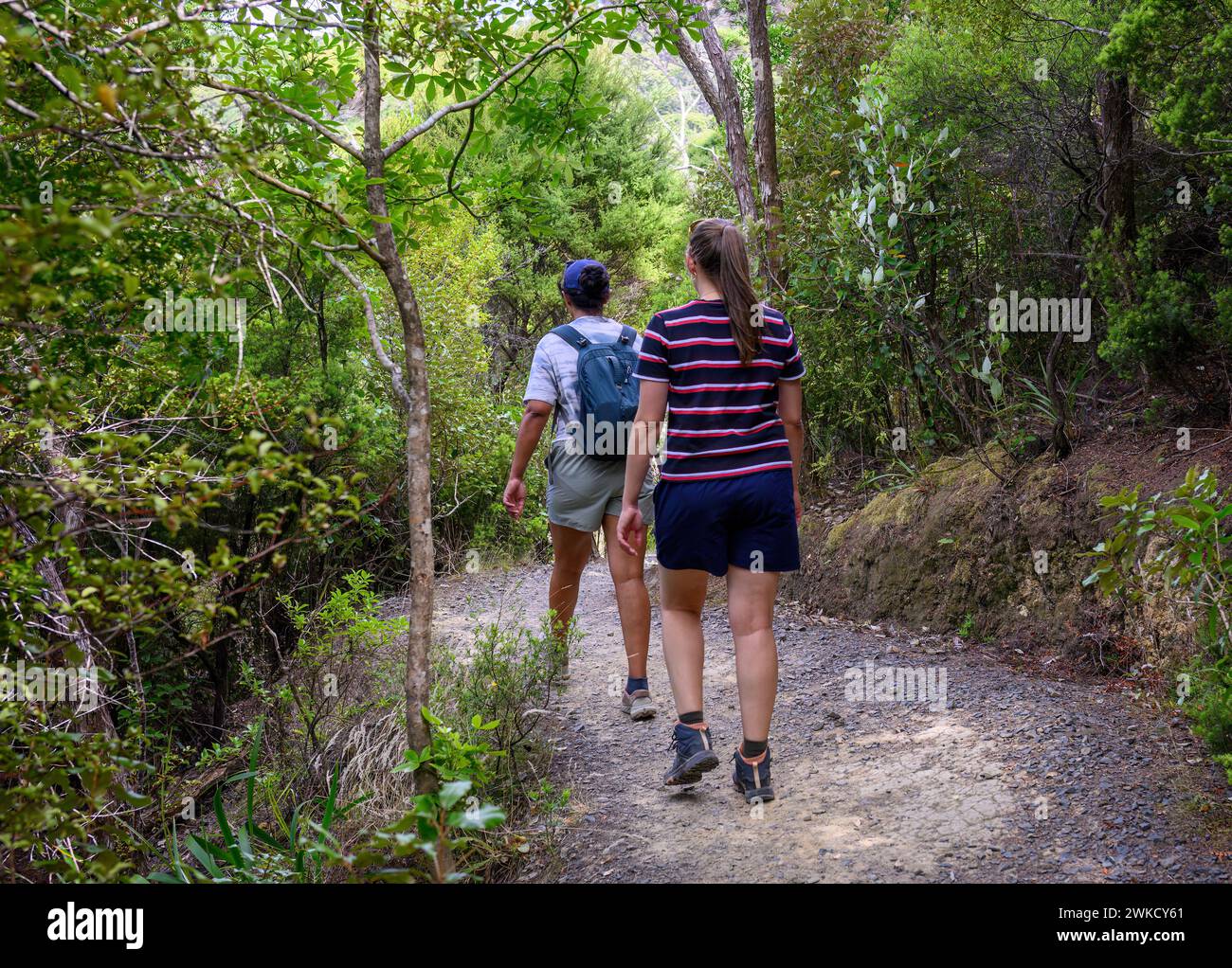 Two women hiking in the forest at Kauri Point Centennial Loop track ...