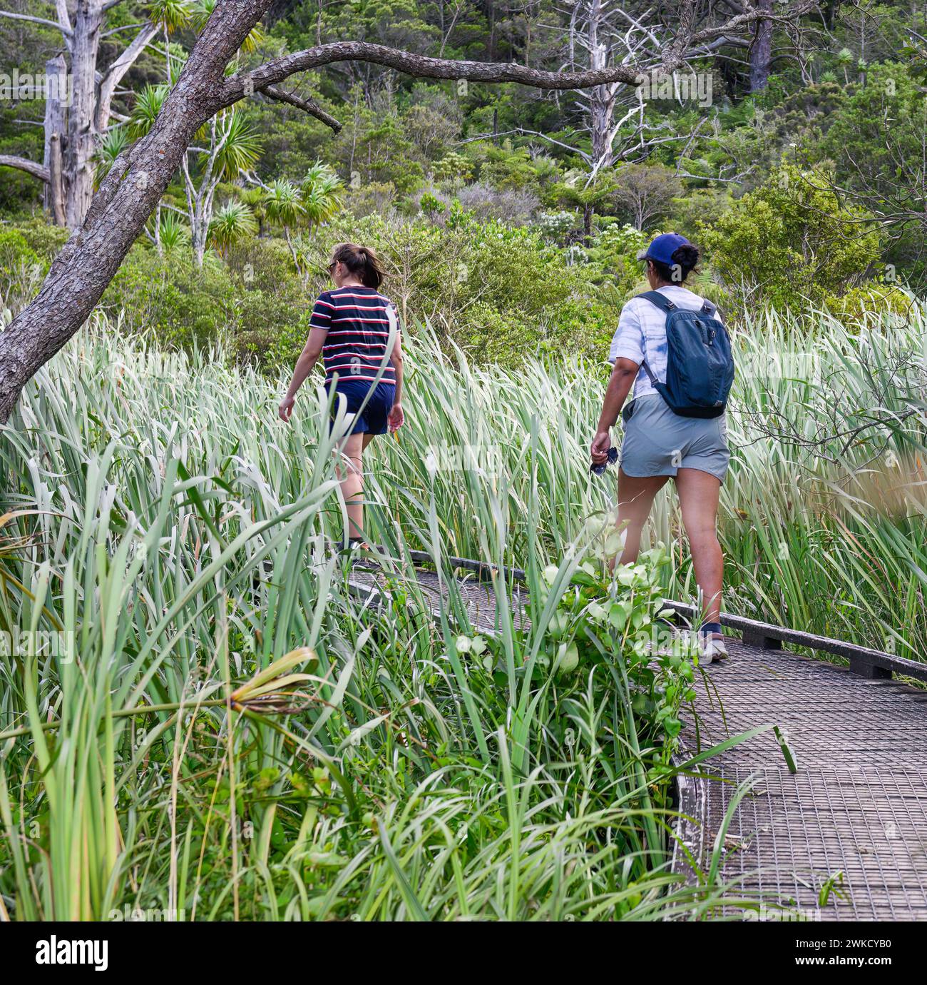 Women walking on boardwalk at Kendall Bay in summer, Kauri Point ...