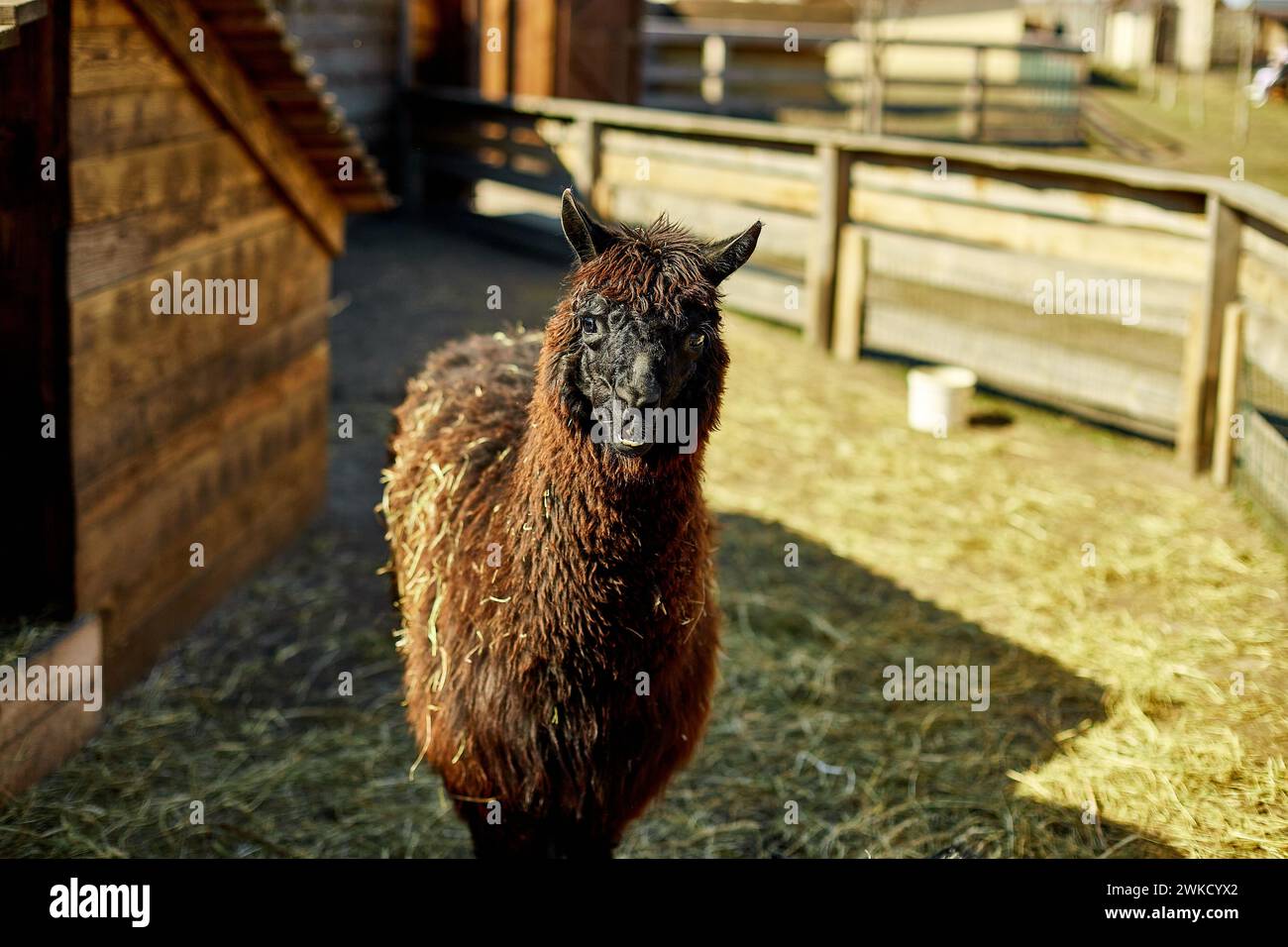 Curious Brown Alpaca Standing in a Rural Farmyard During the Afternoon ...