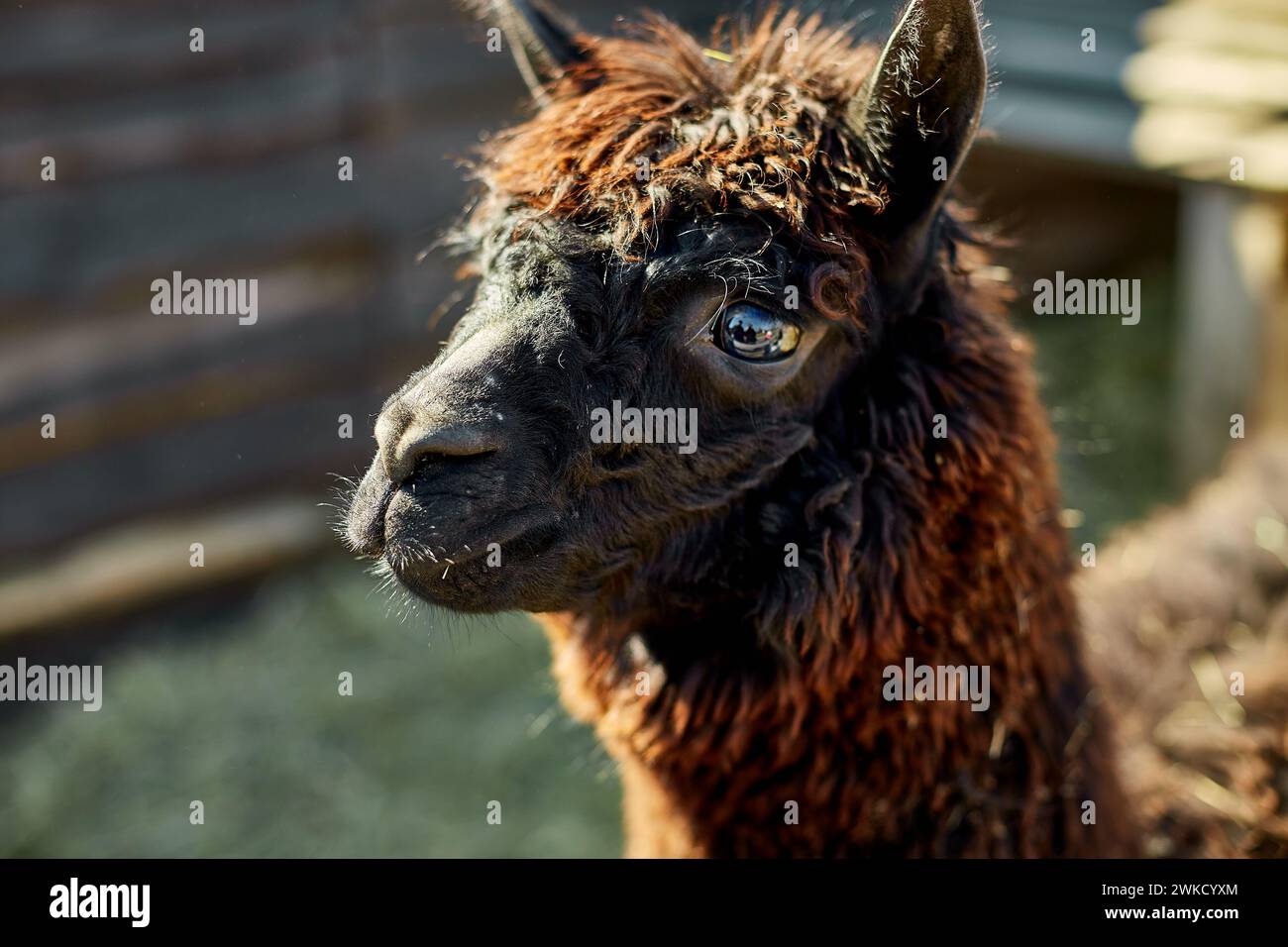 Curious Brown Alpaca Standing in a Rural Farmyard During the Afternoon ...
